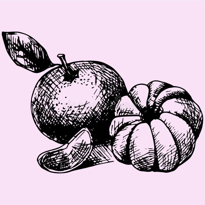 Single Mandarin Stock Illustrations – 535 Single Mandarin Stock ...