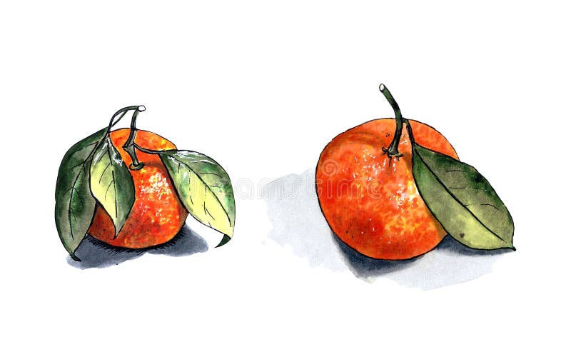 Mandarin Set with Leaves on a White Background. Watercolor Illustration ...