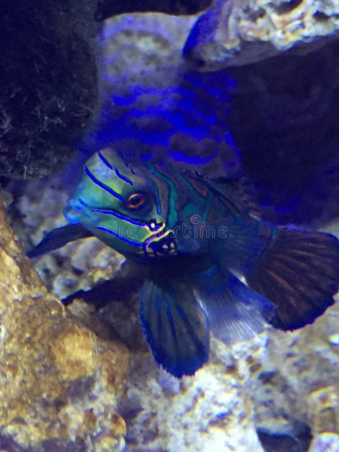 Mandarin marine fish stock image. Image of goby, organism - 104249257