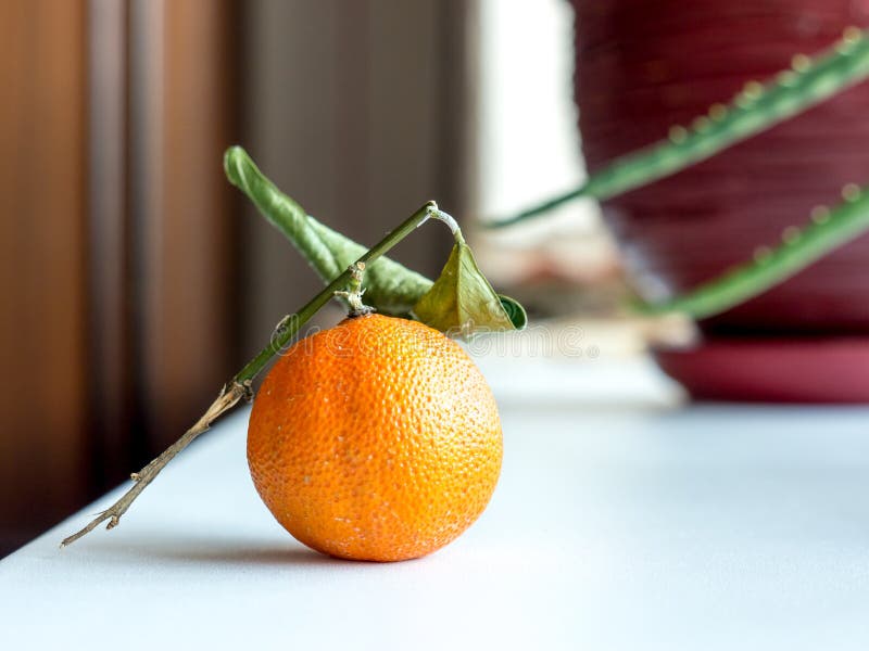 Mandarin. stock image. Image of microbe, putrescence - 63772933