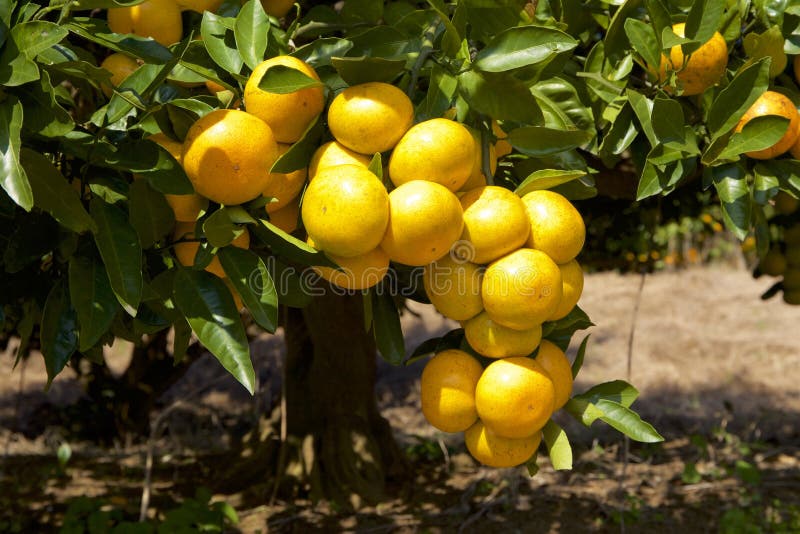 Mandarin Orange Field Profit in Japan Stock Image - Image of eaten ...