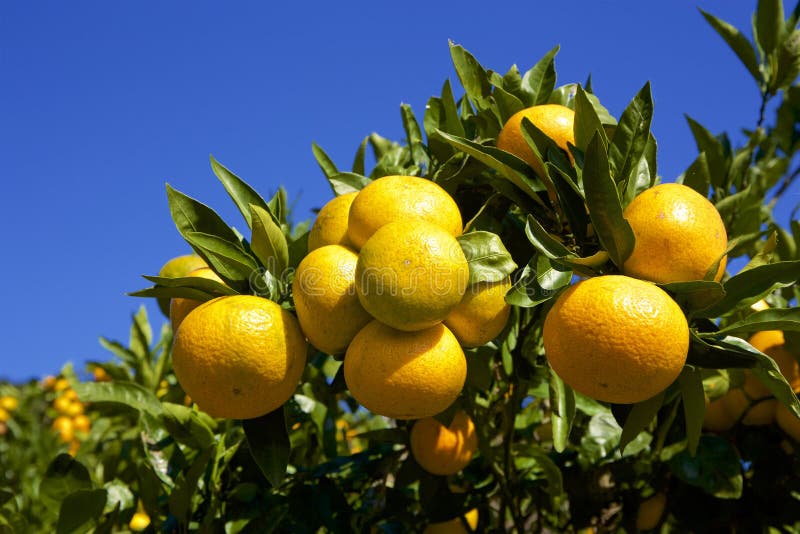 Mandarin Orange Field Profit in Japan Stock Image - Image of fresh ...