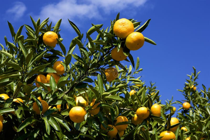Mandarin Orange Field Profit Stock Photos - Free & Royalty-Free Stock ...