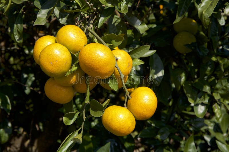 Mandarin Orange Field Profit in Japan Stock Image - Image of leaf ...
