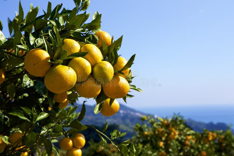 2,745 Mandarin Field Photo Stock Photos - Free & Royalty-Free Stock ...