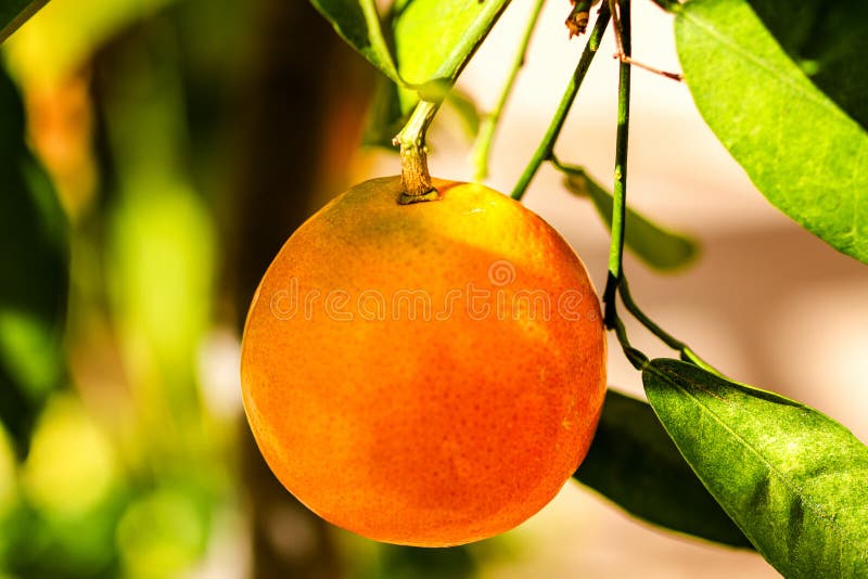 Mandarin Orange Hanging on Tree Stock Photo - Image of oranges, natural ...