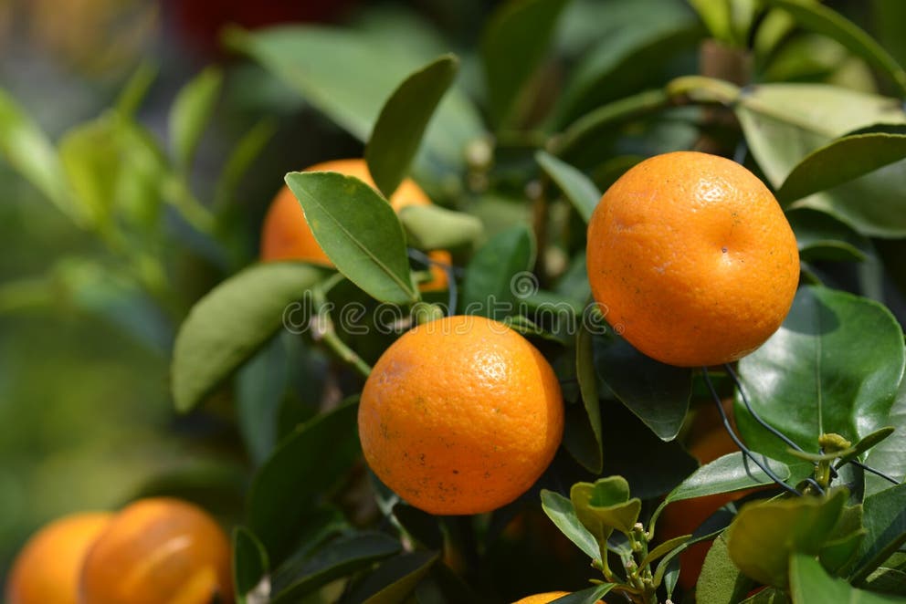 Mandarin orange stock photo. Image of plant, summer, double - 67006730