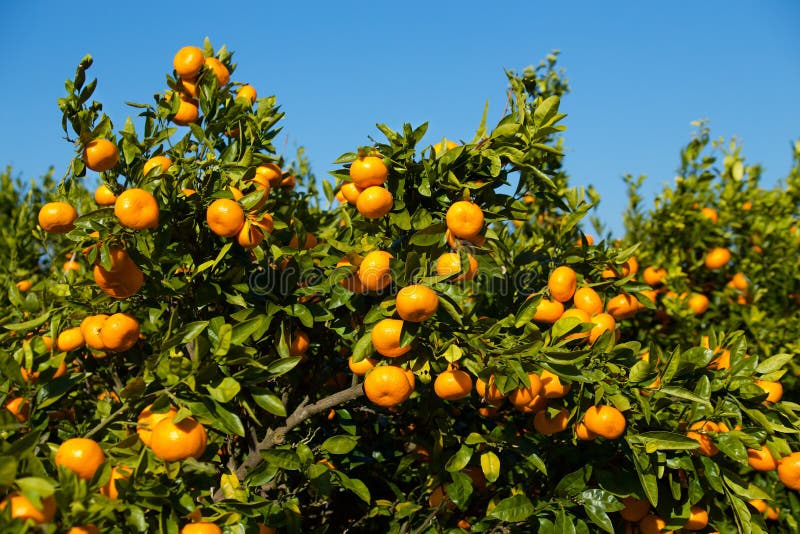 Mandarin Orange Orchard in Japan. Stock Image - Image of fruit, green ...