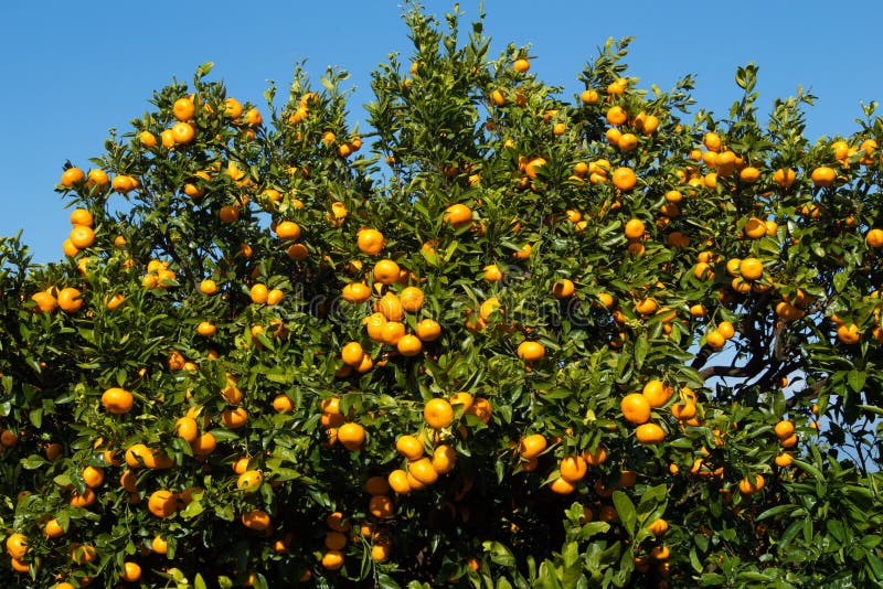 Mandarin Orange Orchard in Japan. Stock Photo - Image of grows, orchard ...