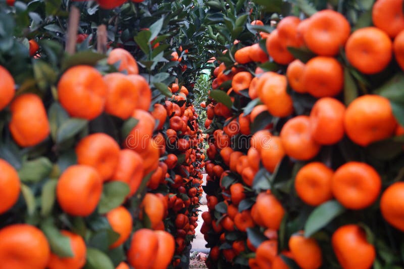 Mandarin orange stock image. Image of tourism, trees - 49871321