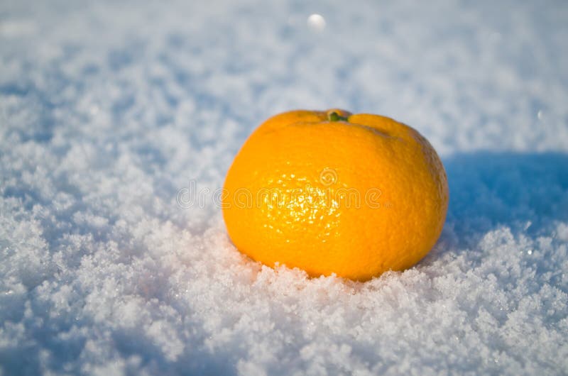 Mandarin orange on a snow. stock image. Image of yellow - 62925321