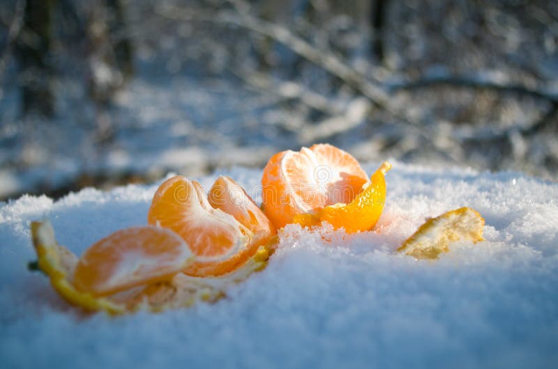 Mandarin orange on a snow. stock photo. Image of winter - 62925388