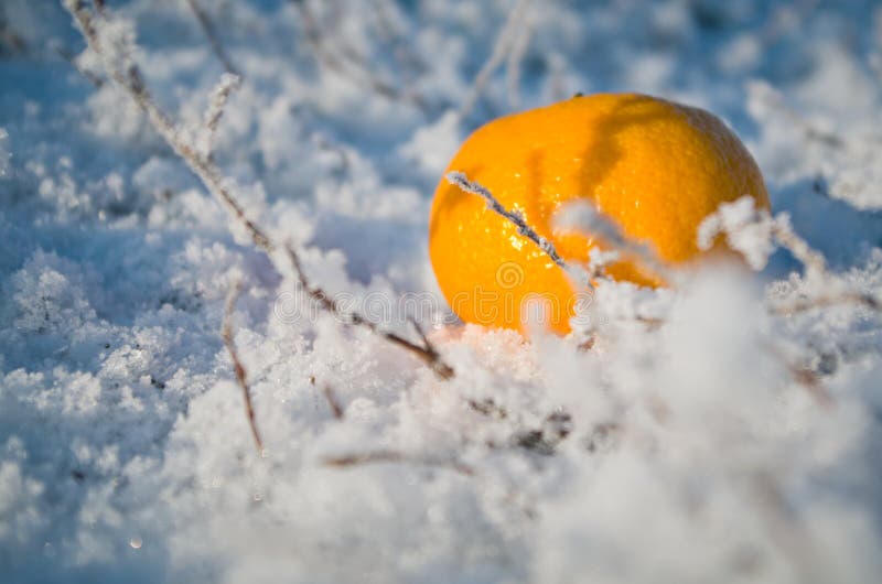 Mandarin orange on a snow. stock image. Image of frost - 62925361