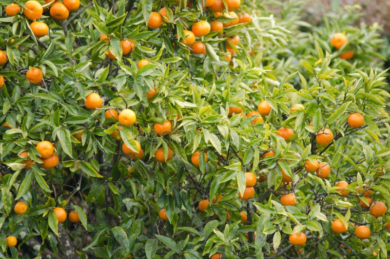 Many Mandarin Fruits Grow on Mandarin Orange Tree Stock Image - Image ...