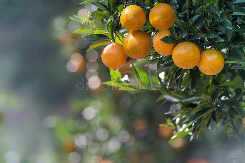 Mandarin Oranges stock image. Image of market, trees - 48813537