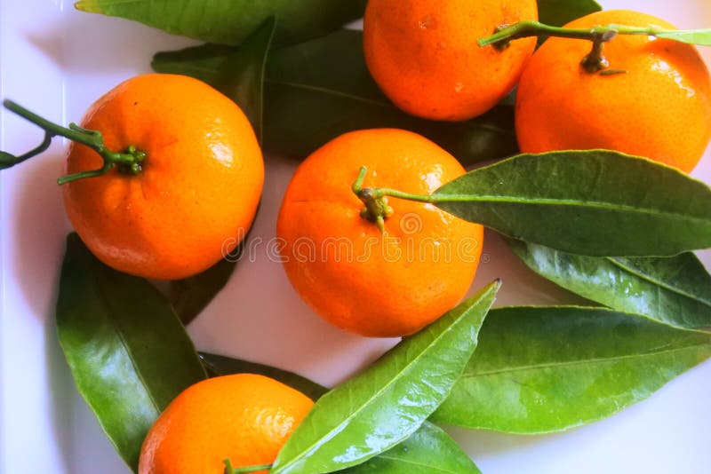 Mandarin Oranges are One of the Most Popular Oranges Consumed in ...