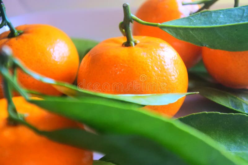 Mandarin Oranges are One of the Most Popular Oranges Consumed in ...