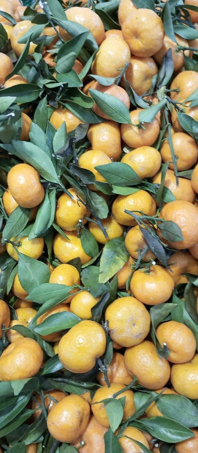 Mandarin Oranges are Small but Sweet when Eaten Stock Image - Image of ...