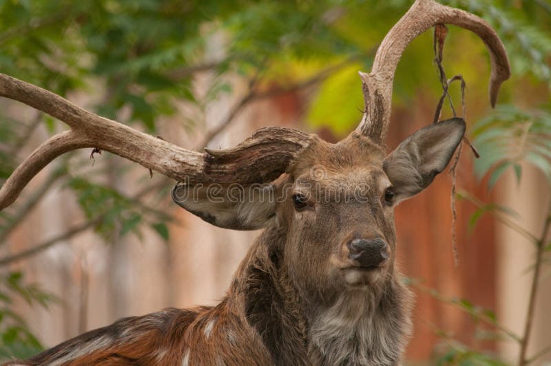 Mandarin Sika Deer stock image. Image of animal, mandarin - 11297821