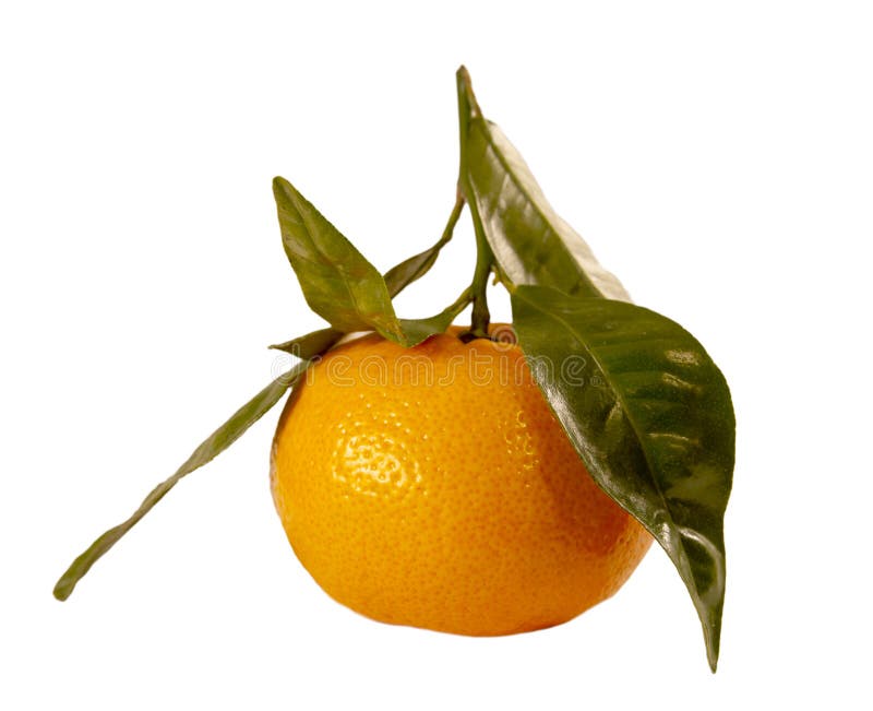 Mandarin stock image. Image of isolated, natural, organic - 39130635