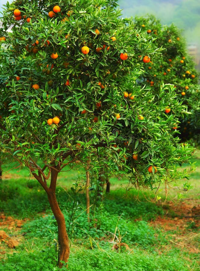 Mandarin tree stock image. Image of freshness, farm, flora - 18355317
