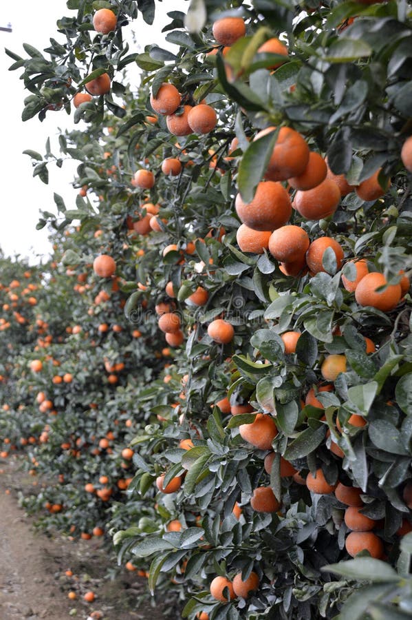 Mandarin tree. stock image. Image of growth, leaf, bunch - 50712797