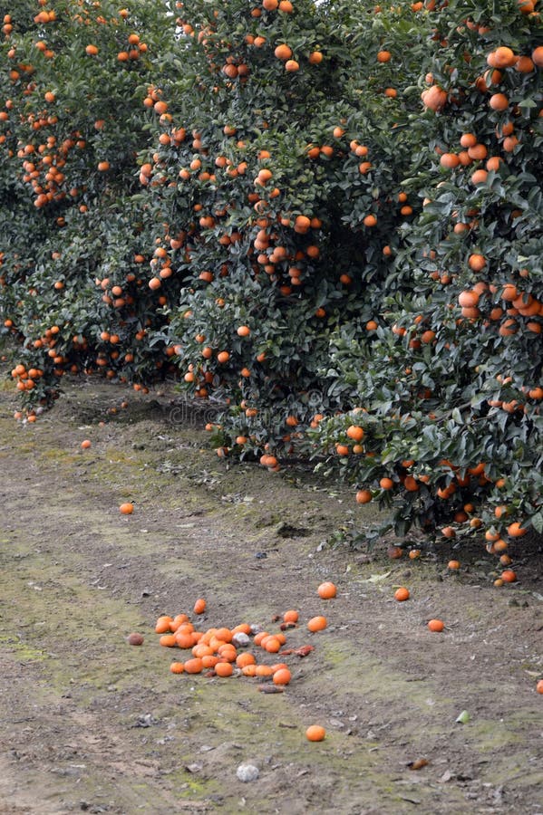 Mandarin tree. stock photo. Image of group, mandarin - 50713208