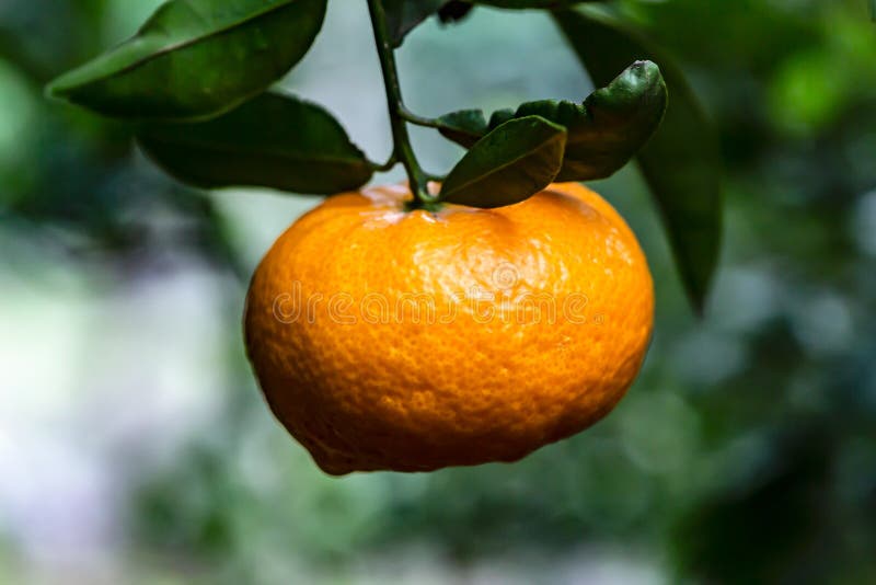 The Mandarin on the Tree with Bokeh in Turkey Stock Photo - Image of ...