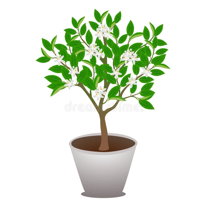Mandarin Tree with Flowers in a Pot Isolated on White Background. Stock ...