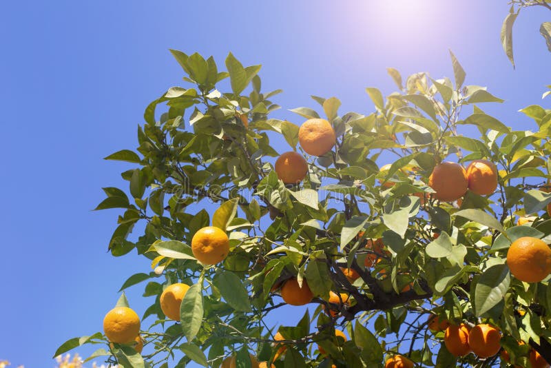Mandarin Tree with Fruits Against a Blue Sky Stock Image - Image of ...