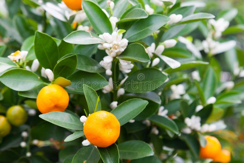Mandarin orange blossoms stock photo. Image of spring - 115933410