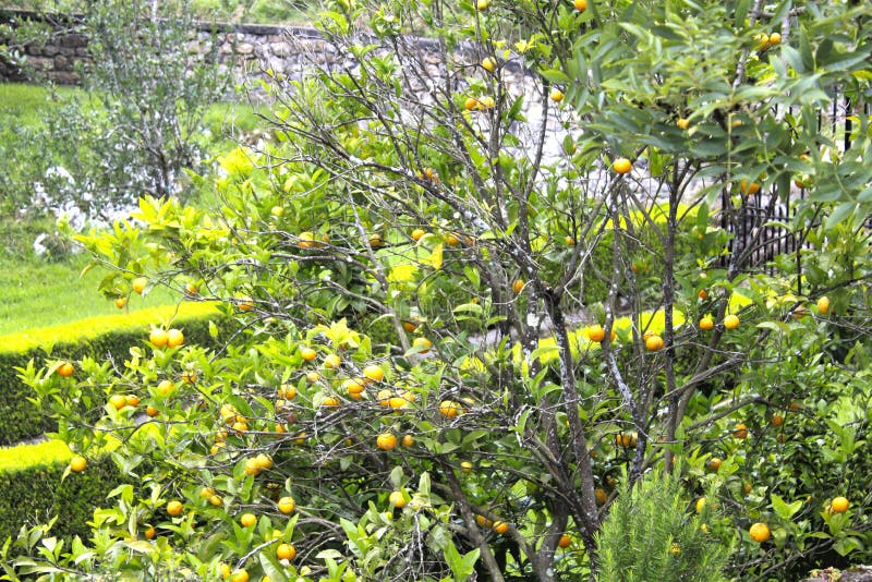 Mandarin Tree Full of Mandarins in the North Stock Image - Image of ...