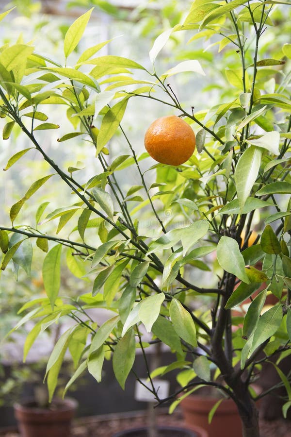 Mandarin Tree Grows in the Botanical Garden Stock Image - Image of ...