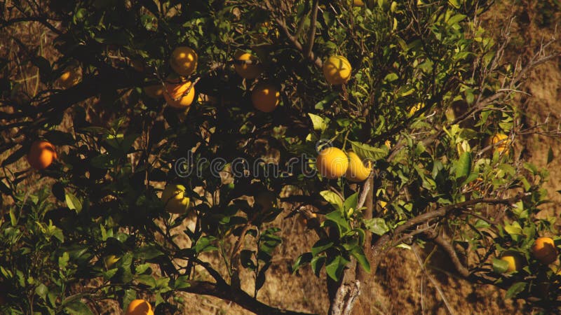 Mandarin tree stock photo. Image of mandarintree, orangecolour - 82582836