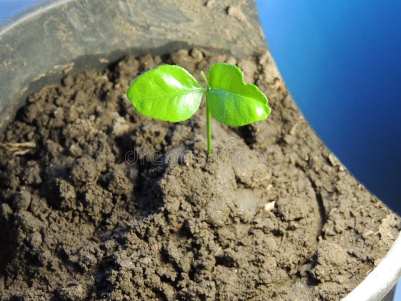 Small Sprout Under Table Lamp Close-up Stock Photo - Image of flowerpot ...