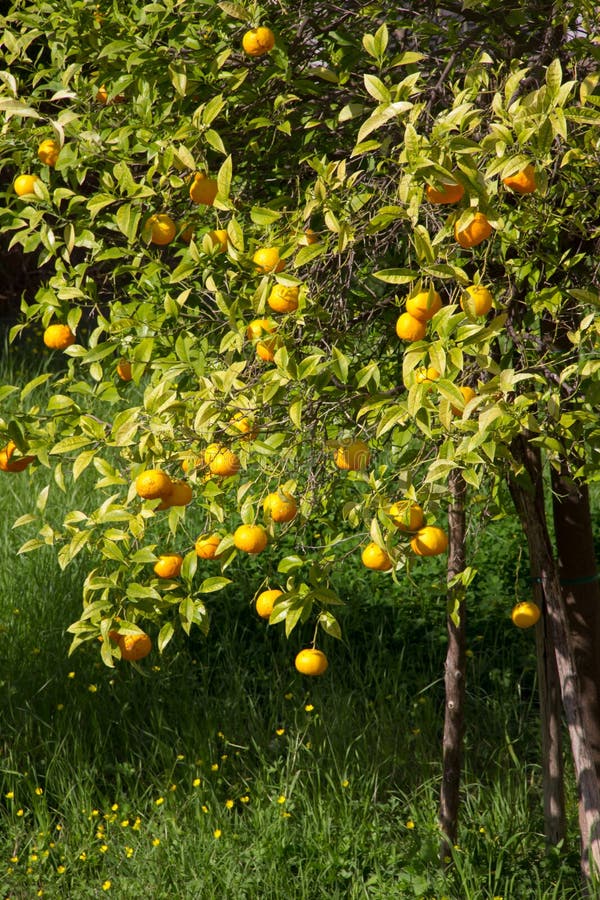 Mandarin Tree in the sun stock photo. Image of mandarin - 145544956