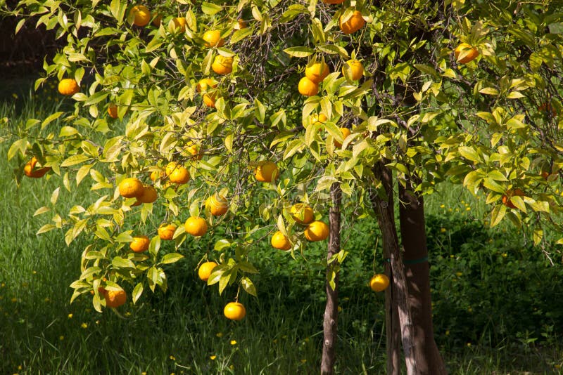 Mandarin Tree in the sun stock image. Image of freshness - 145545031