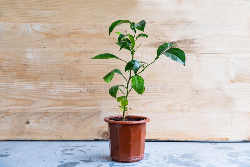 Mandarin tree stock photo. Image of mandarin, tree, growth - 181608232