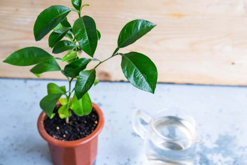 Mandarin tree stock image. Image of yellow, natural - 181608261
