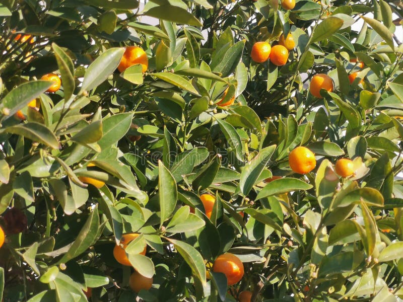 Mandarin Trees with Lots of Fruit To See Stock Photo - Image of healthy ...
