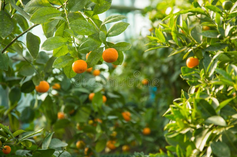 Mandarin Trees, Ripe Fruit on the Tree Stock Photo - Image of ripe ...