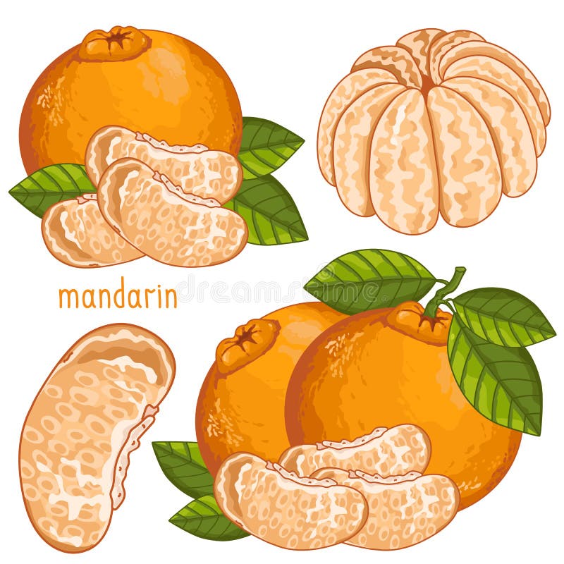 Mandarin, Vector vector illustratie. Illustration of vitamine - 65328658