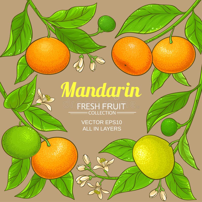 Mandarin vector frame stock vector. Illustration of garden - 126603087