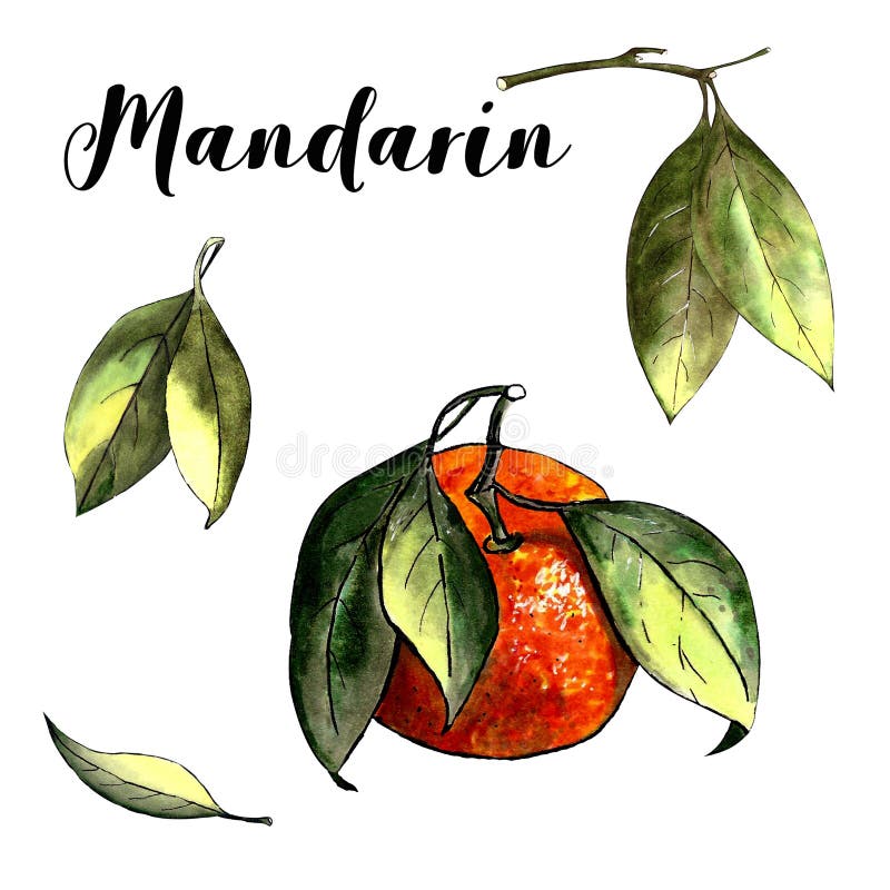 Mandarin with Leaves Watercolor on a White Background. Hand Draw ...