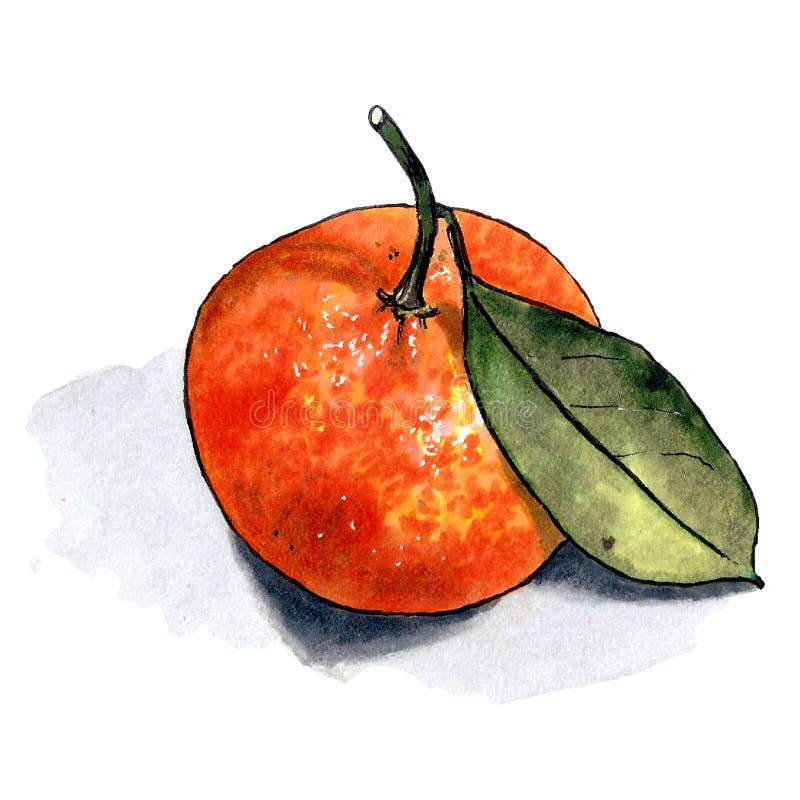 Mandarin with Leaves on a White Background. Drawing Markers Stock ...
