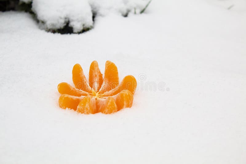 Mandarin in Winter. the Eve of the New Year Stock Photo - Image of ...