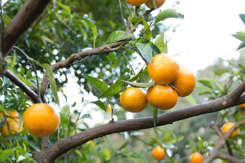 Mandarin stock image. Image of group, mandarin, health - 47063477