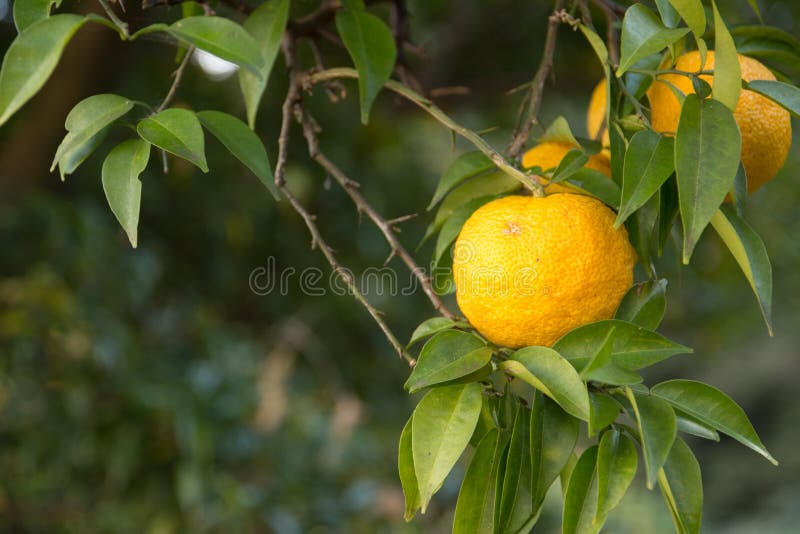 Mandarin stock photo. Image of mandarin, sweet, orange - 47063712