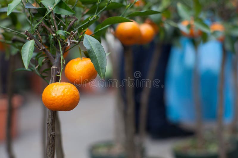 Árbol de mandarina imagen de archivo. Imagen de decorativo - 22582995