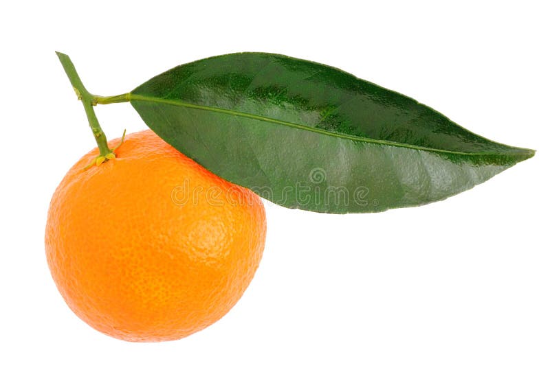 375 Photos de Mandarine Verte Simple - Photos de stock gratuites et ...